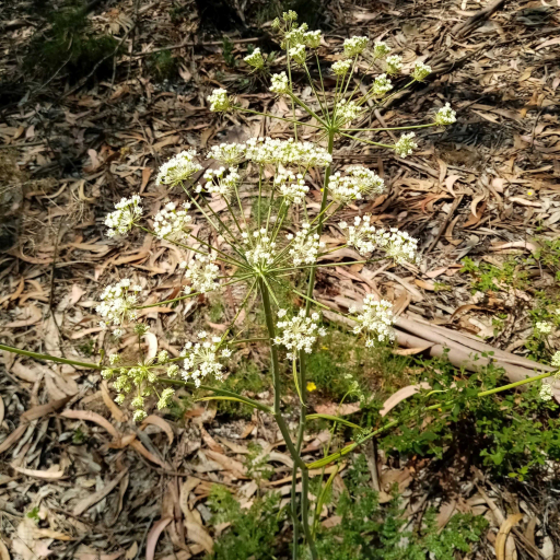 Thapsia Gummifera Plant Care & How to Grow, Water
