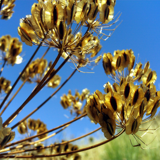 Villous Deadly Carrot (Thapsia Villosa) Plant Care & How to Grow, Water