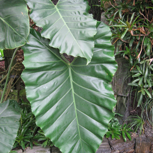 Thaumatophyllum Speciosum Plant Care & How to Grow, Water