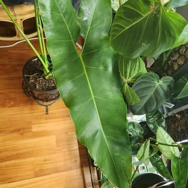 Thaumatophyllum Williamsii Plant Care & How to Grow, Water