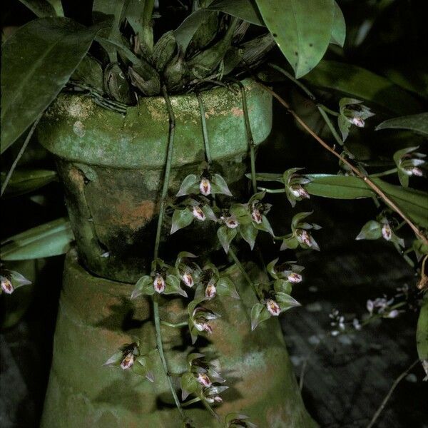 Thecopus Secunda Plant Care & How to Grow, Water