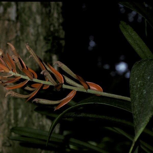 Thelasis Micrantha Plant Care & How to Grow, Water