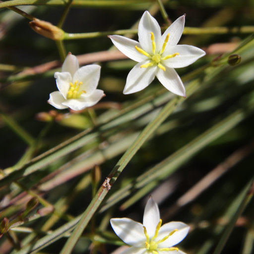 Thelionema Umbellatum Plant Care & How to Grow, Water
