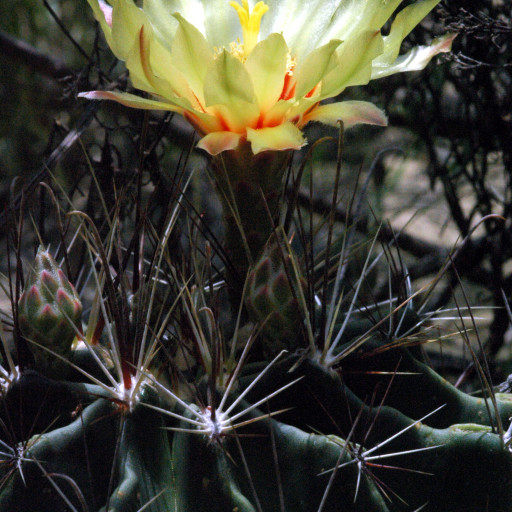 Miniature Barrel Cactus (Thelocactus Setispinus) Plant Care & How to ...