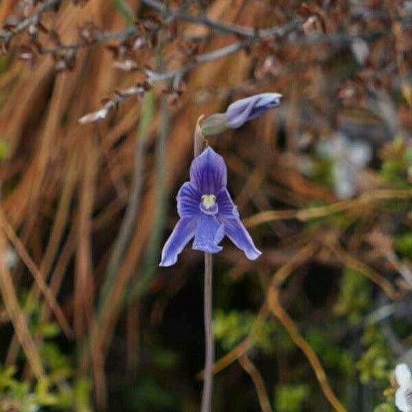 Veined Sun Orchid (Thelymitra Cyanea) Plant Care & How to Grow, Water