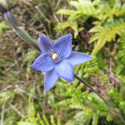 Striped Sun Orchid (Thelymitra Pulchella) Plant Care & How to Grow, Water