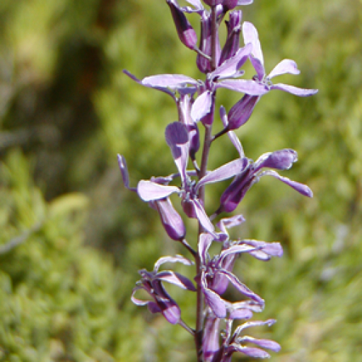 Howell's Thelypody (Thelypodium Howellii) Plant Care & How to Grow, Water