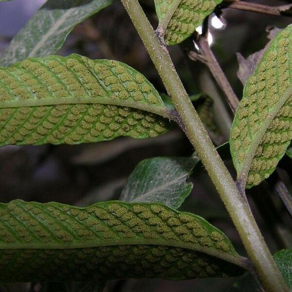 Broadleaf Maiden Fern (Thelypteris Angustifolia) Plant Care & How to ...