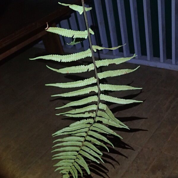 Thelypteris Arbuscula Plant Care & How to Grow, Water