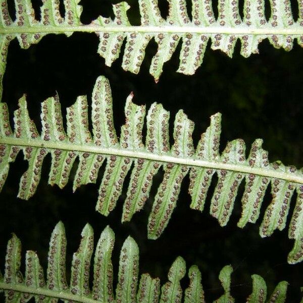 Balbis' Maiden Fern (Thelypteris Balbisii) Care Guide: Water, Soil ...
