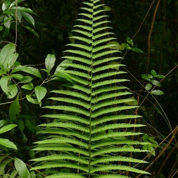 Thelypteris Costata Plant Care & How to Grow, Water