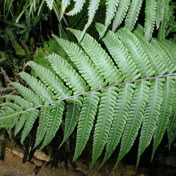 Downy Maiden Fern (Thelypteris Dentata) Plant Care & How to Grow, Water