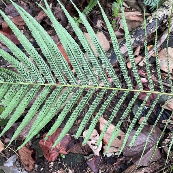 Forster's Maiden Fern (Thelypteris Forsteri) Plant Care & How to Grow ...