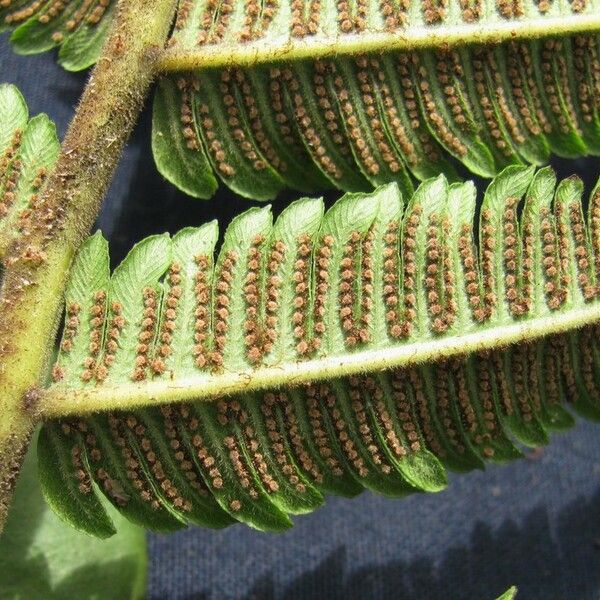 Stately Maiden Fern (Thelypteris Grandis) Plant Care & How to Grow, Water