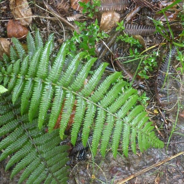 Thelypteris Heteroptera Plant Care & How to Grow, Water