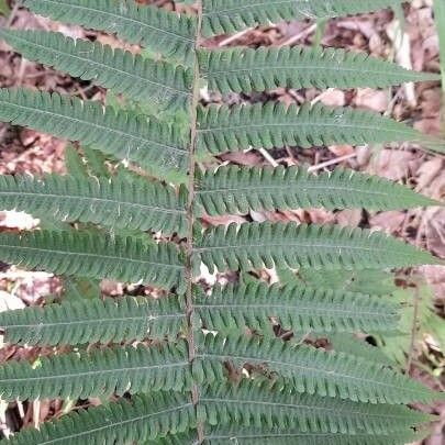 Variable Maiden Fern (Thelypteris Hispidula) Plant Care & How to Grow ...