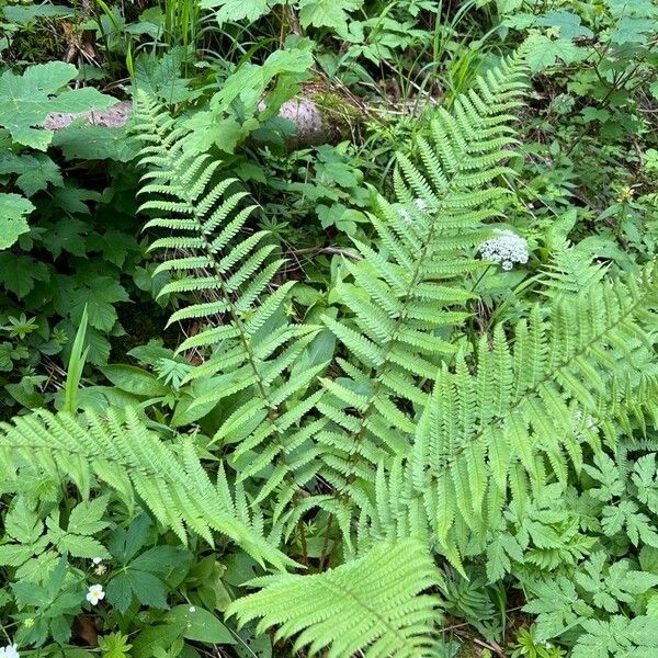 Lemon-Scented Fern (Thelypteris Limbosperma) Plant Care & How to Grow ...
