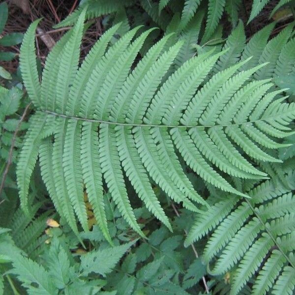 Parasitic Maiden Fern (Thelypteris Parasitica) Plant Care & How to Grow ...