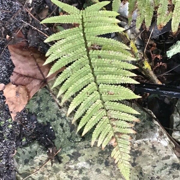 Pozo's Marsh Fern (Thelypteris Pozoi) Care Guide: Water, Soil ...