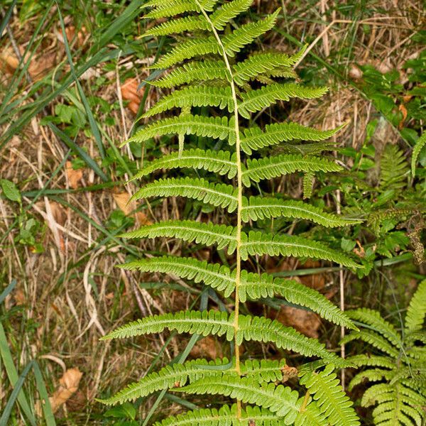 Queen's-Veil Maiden-Fern (Thelypteris Quelpartensis) Plant Care & How ...