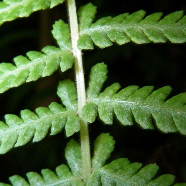 Glandular Maiden Fern (Thelypteris Resinifera) Plant Care & How to Grow ...