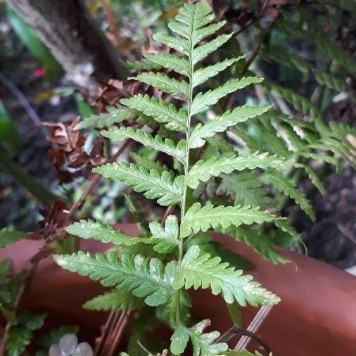 Toothed Lattice-Vein Fern (Thelypteris Serrata) Plant Care & How to ...