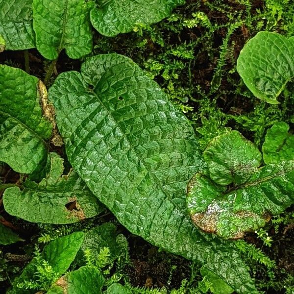 Thelypteris Simplex Plant Care & How to Grow, Water