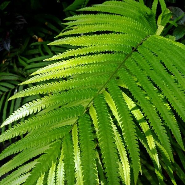 Thelypteris Unita Plant Care & How to Grow, Water