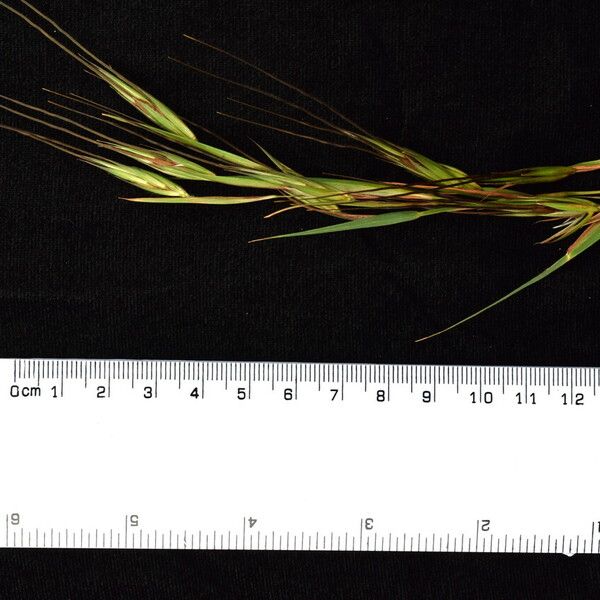 Themeda Caudata Plant Care & How to Grow, Water