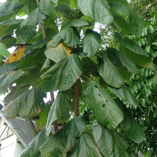 Mocambo Tree (Theobroma Bicolor) Plant Care & How to Grow, Water
