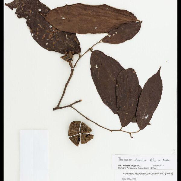 Theobroma Obovatum Care Guide: Water, Soil & Propagation - Plantiary