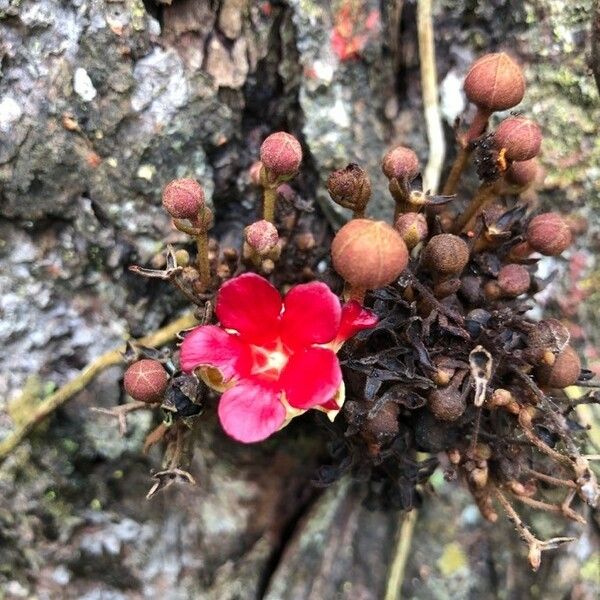 Theobroma (Theobroma Simiarum) Plant Care & How to Grow, Water