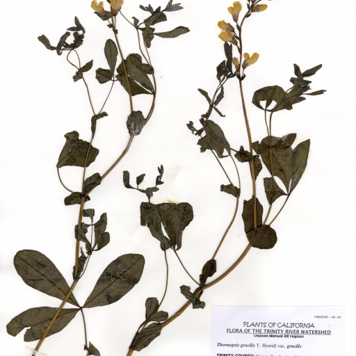 Slender Goldenbanner (Thermopsis Gracilis) Plant Care & How to Grow, Water
