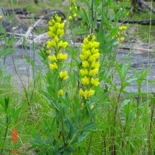 Golden-Pea (Thermopsis Montana) Plant Care & How to Grow, Water