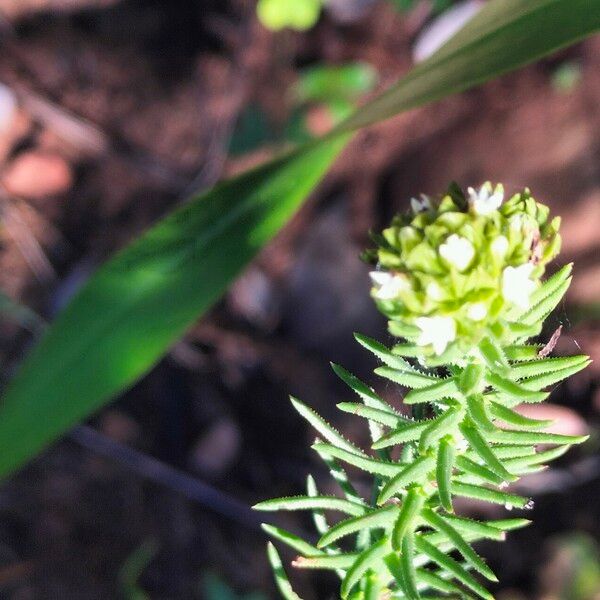 Rough Rootthug (Thesium Scabrum) Care Guide: Water, Soil & Propagation ...