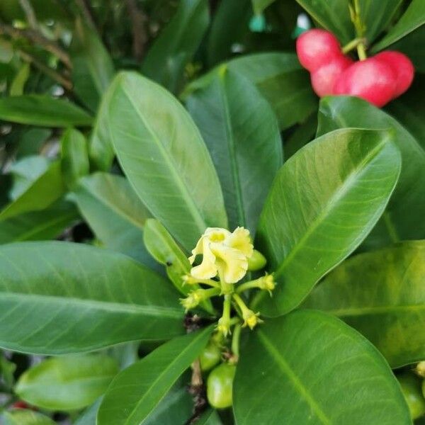 Yellow Oleander (Thevetia Ahouai) Plant Care & How to Grow, Water