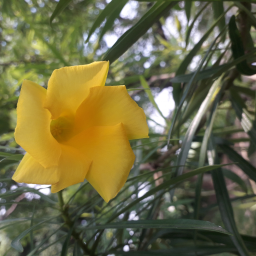 Thevetia Neriifolia Plant Care & How to Grow, Water