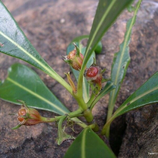 Thiollierea Retusiflora Care Guide: Water, Soil & Propagation - Plantiary