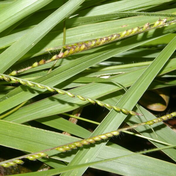 Thrasya Petrosa Care Guide: Water, Soil & Propagation - Plantiary