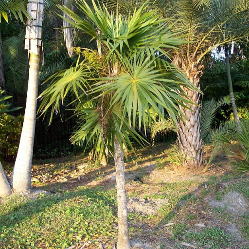 Florida Thatchpalm (Thrinax Radiata) Plant Care & How to Grow, Water