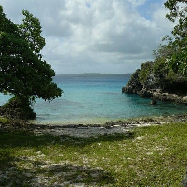 Kuroiwa Grass (Thuarea Involuta) Plant Care & How to Grow, Water