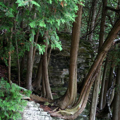 White Cedar (Thuja Occidentalis) Plant Care & How to Grow, Water
