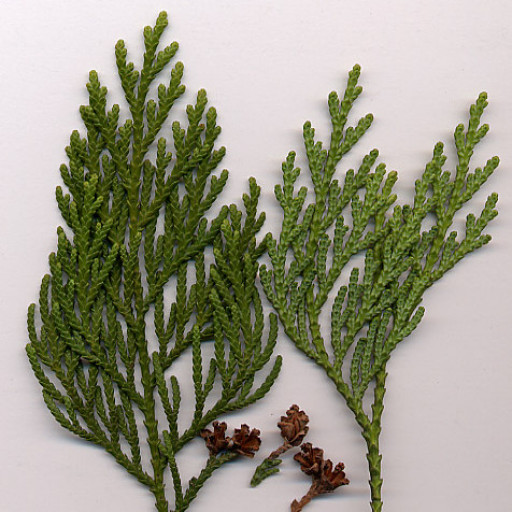 Arborvitaes (Thuja) Plant Care & How to Grow, Water