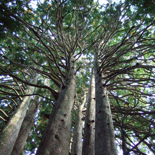 Hiba Arbor-Vitae (Thujopsis Dolabrata) Care Guide: Water, Soil ...