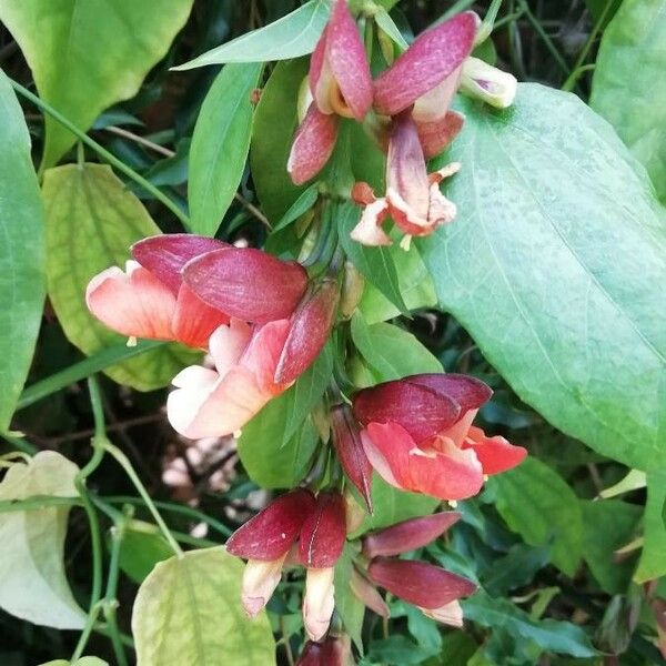 Scarlet Clock Vine (Thunbergia Coccinea) Plant Care & How to Grow, Water