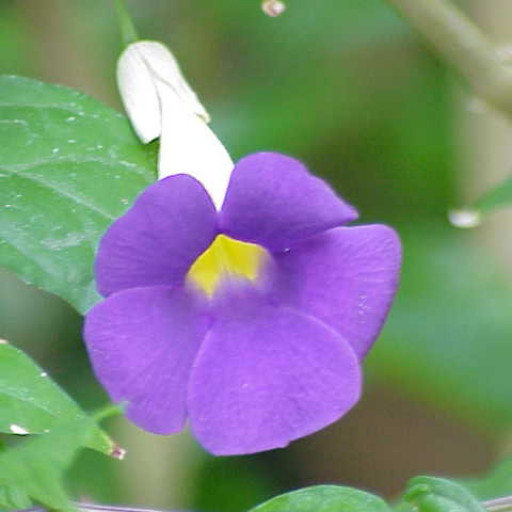 Bush Clockvine (Thunbergia Erecta) Plant Care & How to Grow, Water