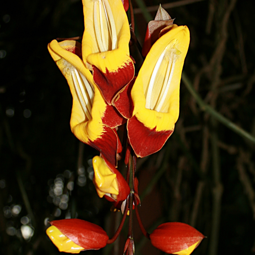 Mysore Trumpetvine (Thunbergia Mysorensis) Plant Care & How to Grow, Water