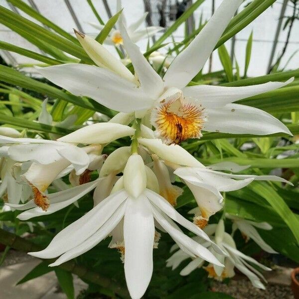 Purple Fountain Grass (Pennisetum Setaceum) Plant Care & How to Grow, Water