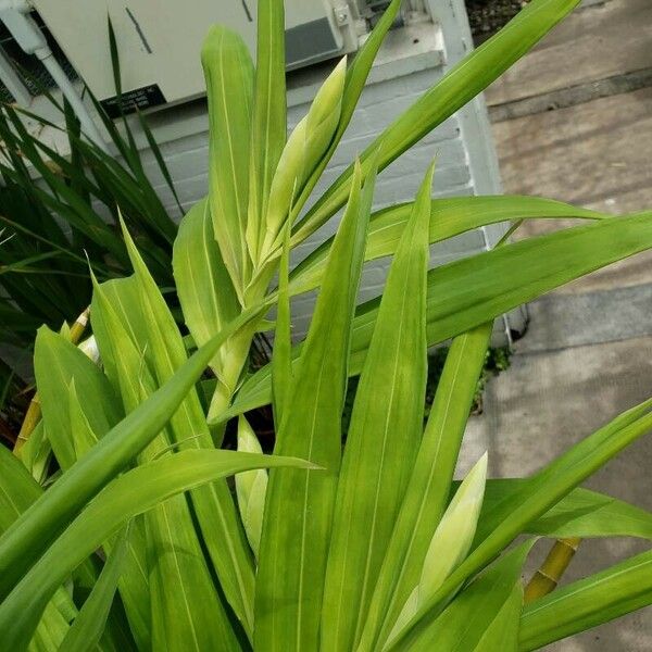 Thunia Bensoniae Plant Care & How to Grow, Water