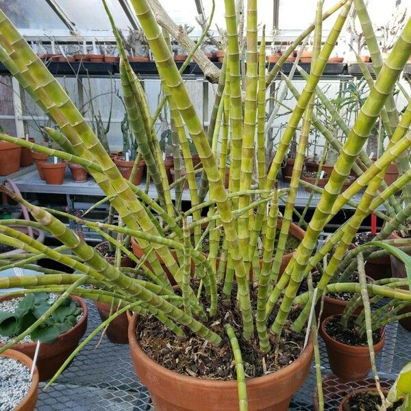 Thunia × Gatton Care Guide: Water, Soil & Propagation - Plantiary